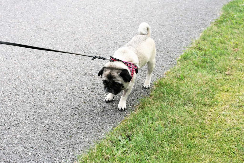 Is Your Dog Refusing To Walk? Here's What You Can Do To Help