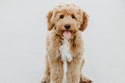 F1 Mini Goldendoodle: All About This Adorable Dog