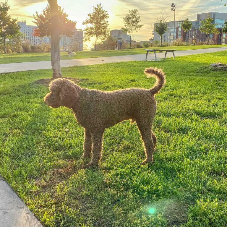 F1B Labradoodle - Why This Is The Best Doodle Generation