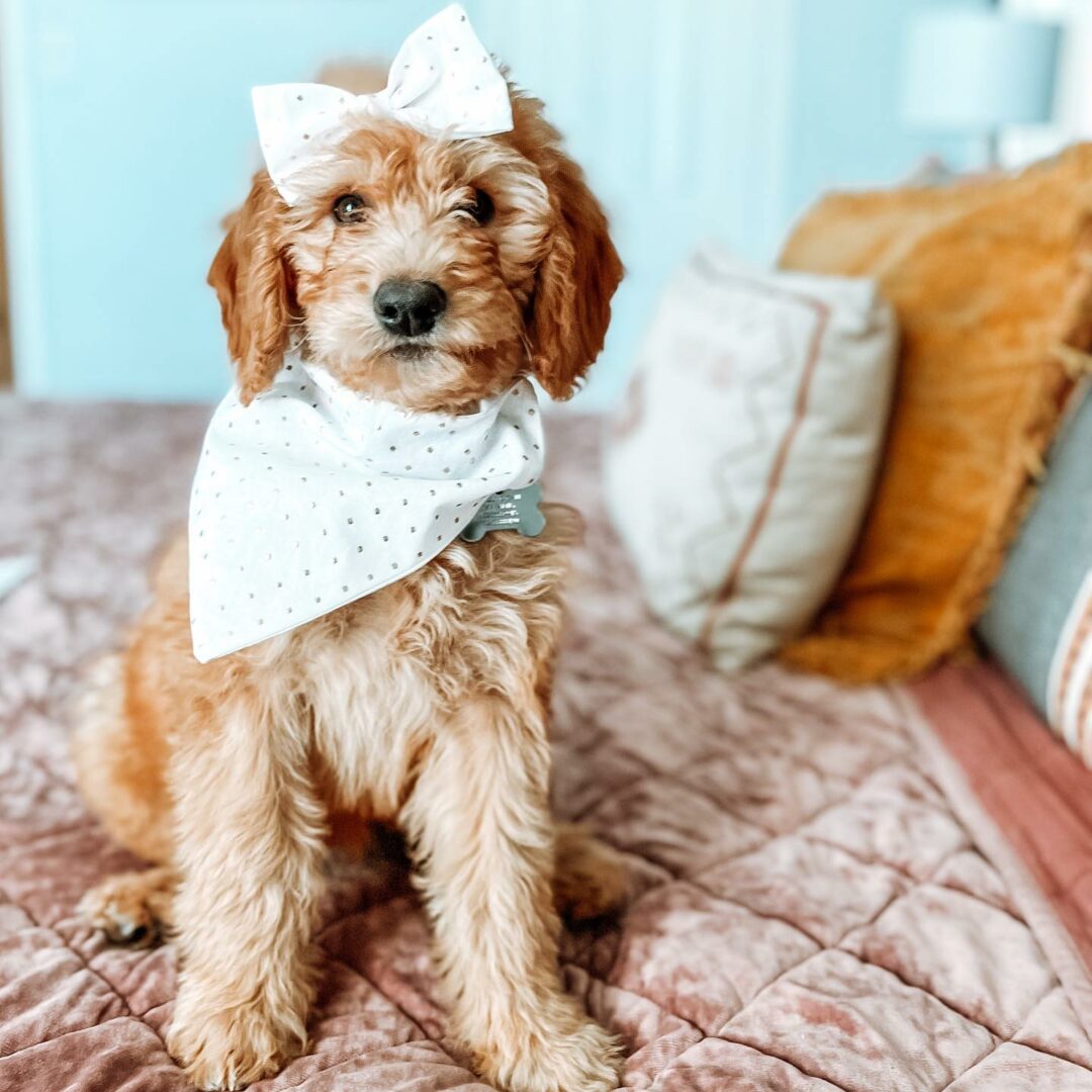 F1B Labradoodle - Why This Is The Best Doodle Generation