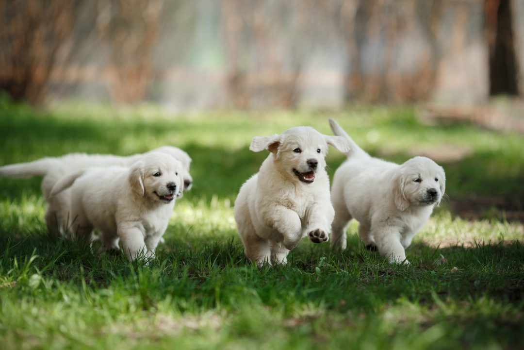 White Labrador Retrievers – The Secret Behind Their Color