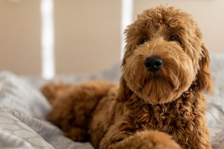 The Medium Goldendoodle: A Dog Of A Perfect Size?