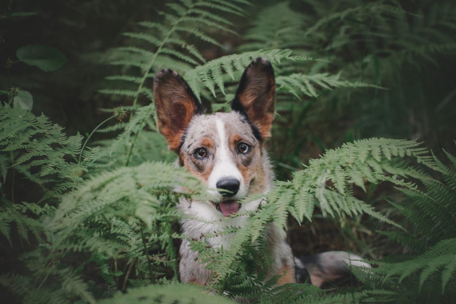 Merle Corgi – 7 Things You Need To Know Before Buying