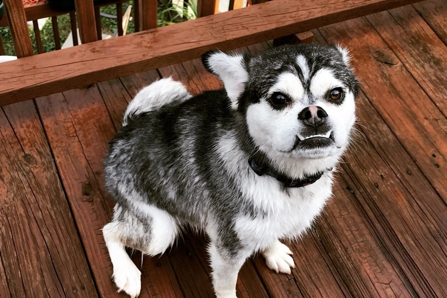 Husky Pug Mix: Meet The Quirky Cross