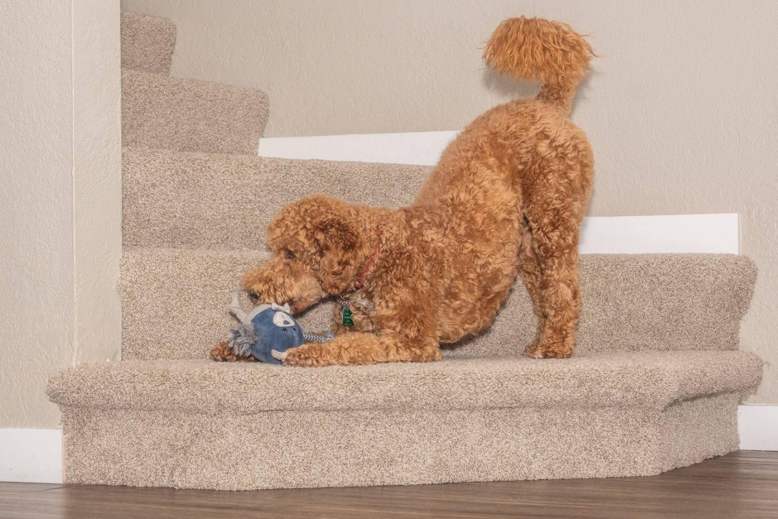 F1 Labradoodle – The First Generation Labrador And Poodle Mix