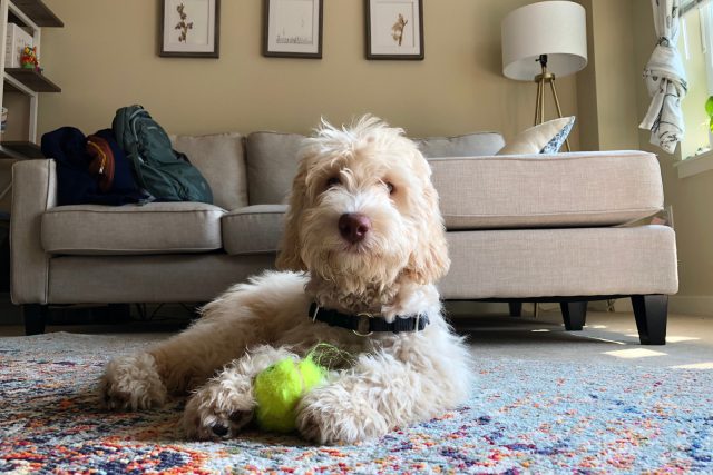 F1 Labradoodle And Labradoodle Generations Explained
