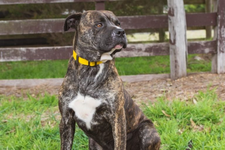 The North American Mastiff – A Detailed Look Into This Gentle Giant