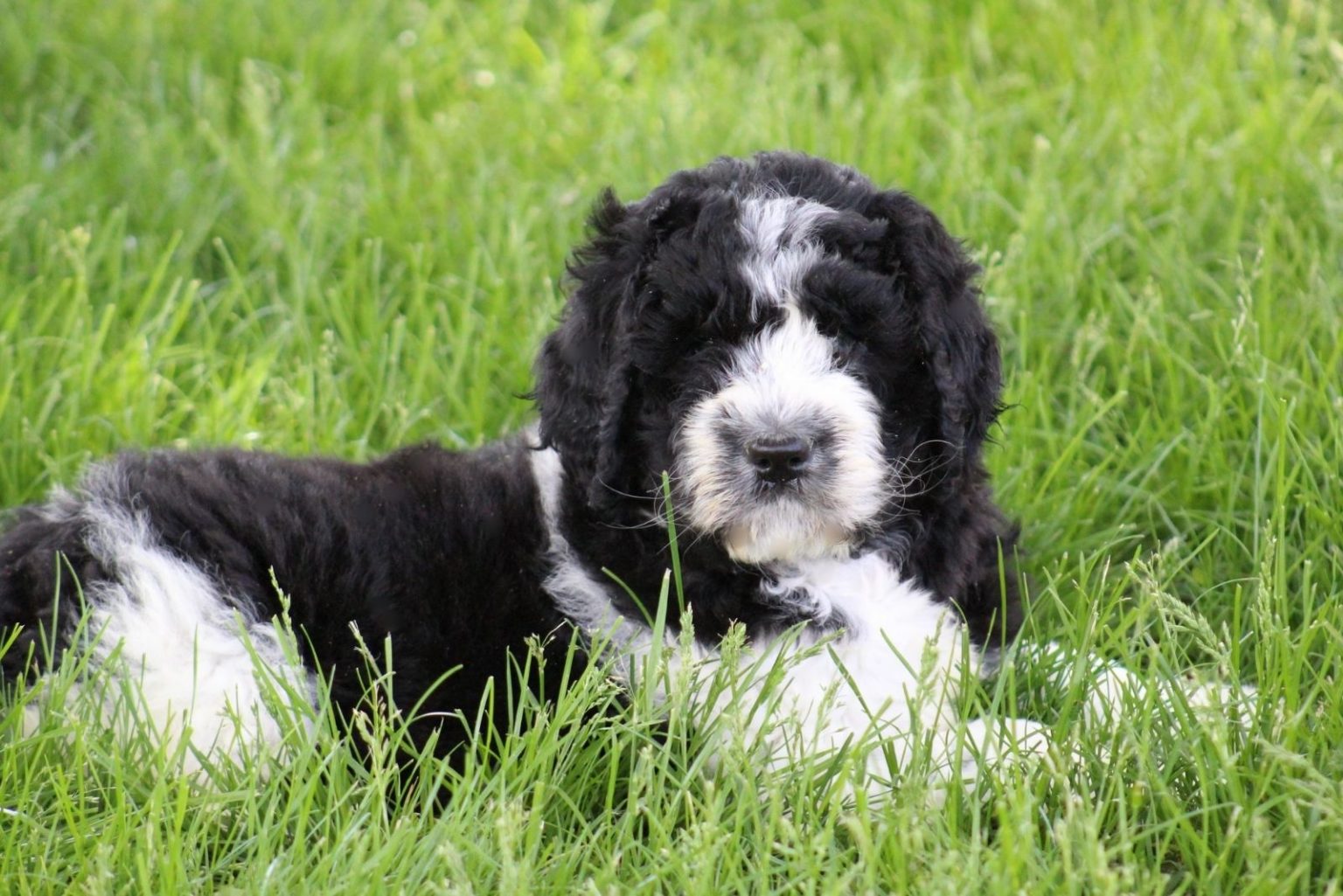Newfypoo: The Most Adorable Giant You'll Ever Meet
