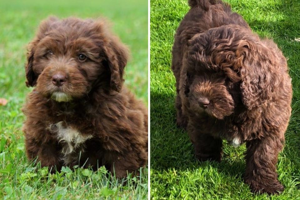 Newfypoo: The Most Adorable Giant You'll Ever Meet