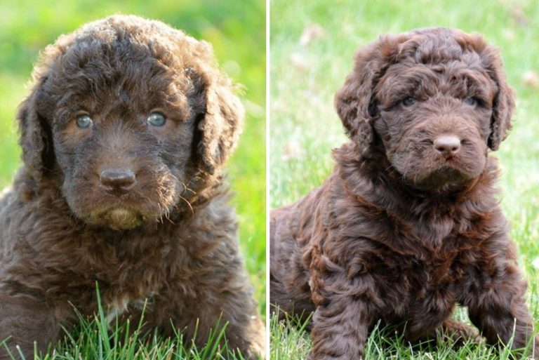 Newfypoo: The Most Adorable Giant You'll Ever Meet