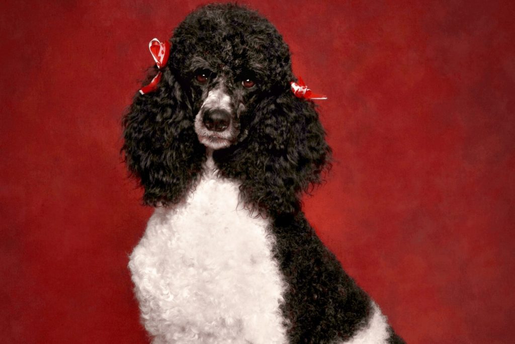Standard Phantom Poodle Colors – Why Are These Dogs So Rare?