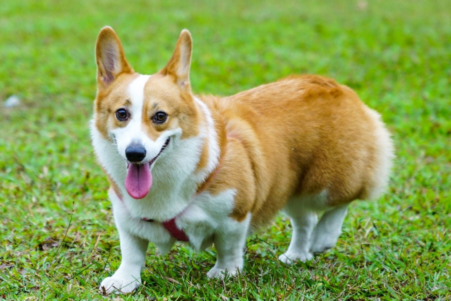 Merle Corgi – 7 Things You Need To Know Before Buying