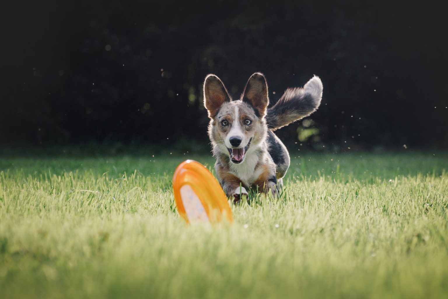 Merle Corgi – 7 Things You Need To Know Before Buying