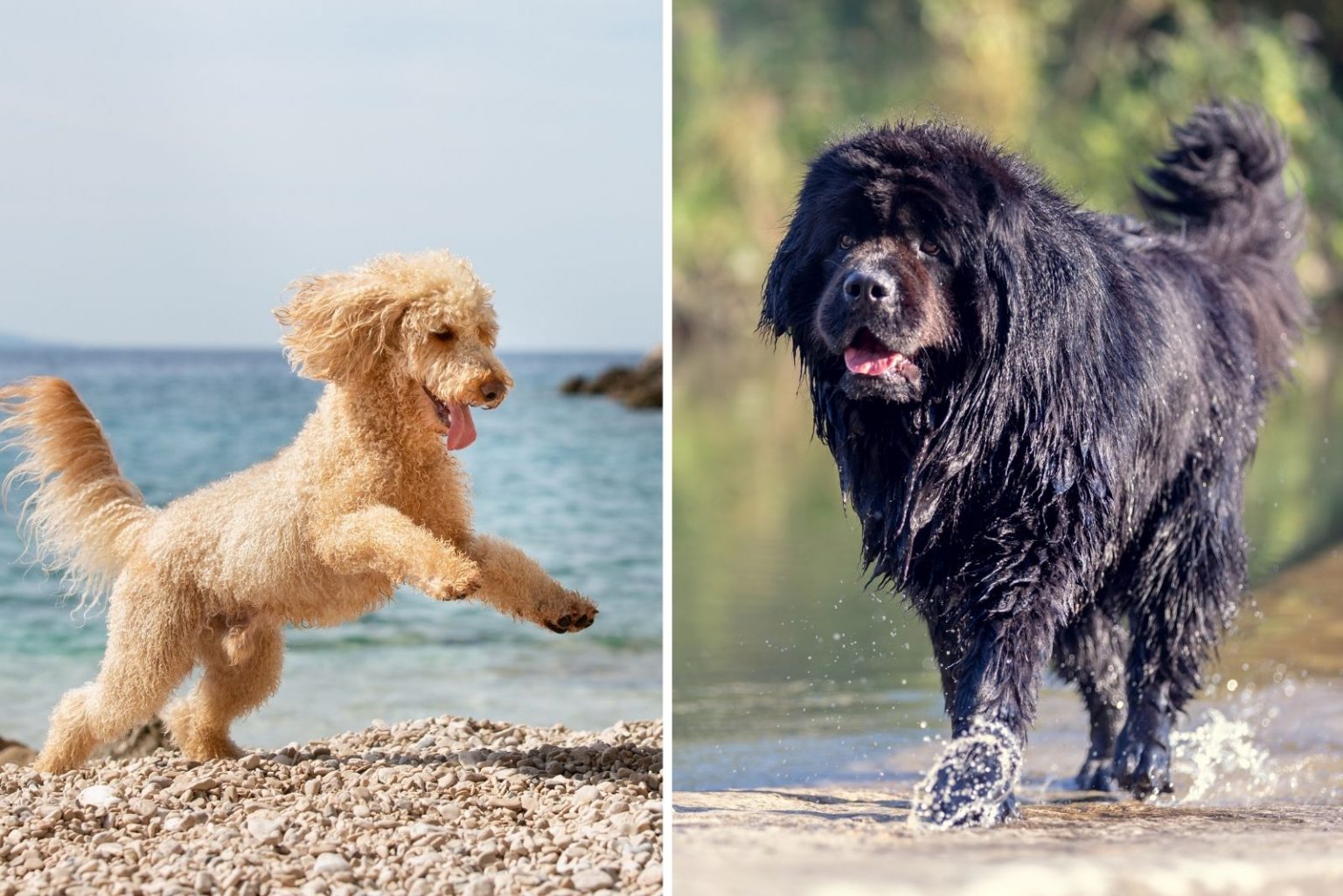 Newfypoo: The Most Adorable Giant You'll Ever Meet