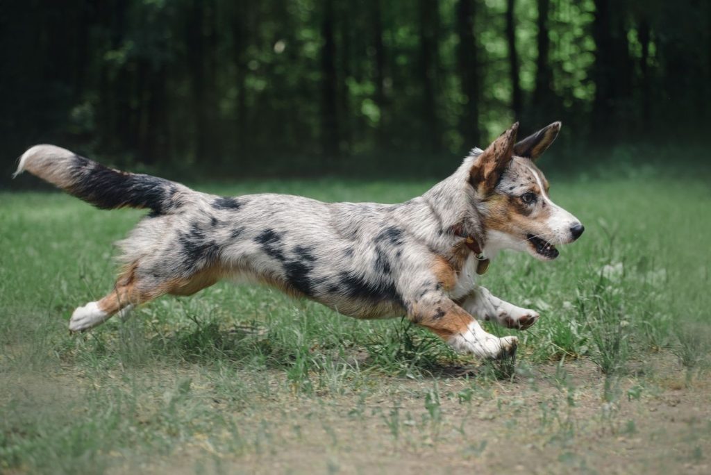 Merle Corgi – 7 Things You Need To Know Before Buying