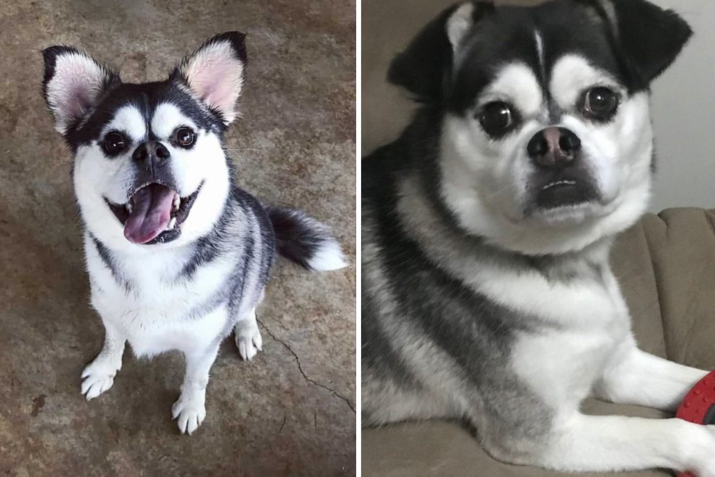 Husky Pug Mix: Meet The Quirky Cross