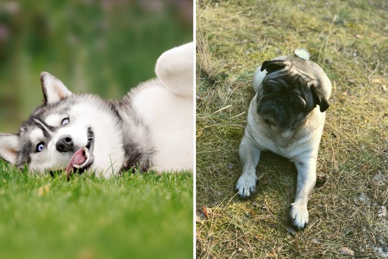 Husky Pug Mix: Meet The Quirky Cross
