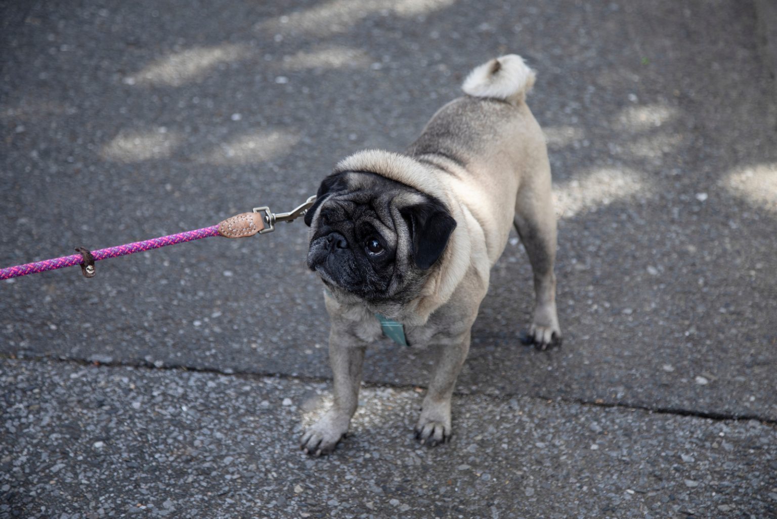 Is Your Dog Refusing To Walk? Here's What You Can Do To Help