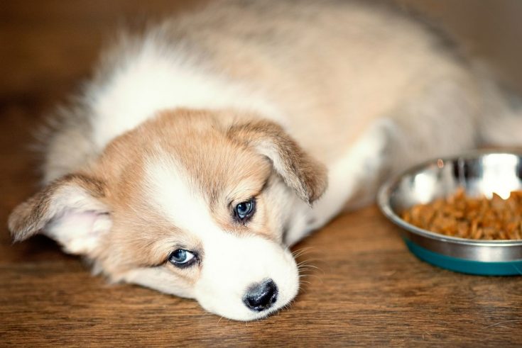 Can Dogs Eat Cheerios? Breakfast Cereals And Dog Health