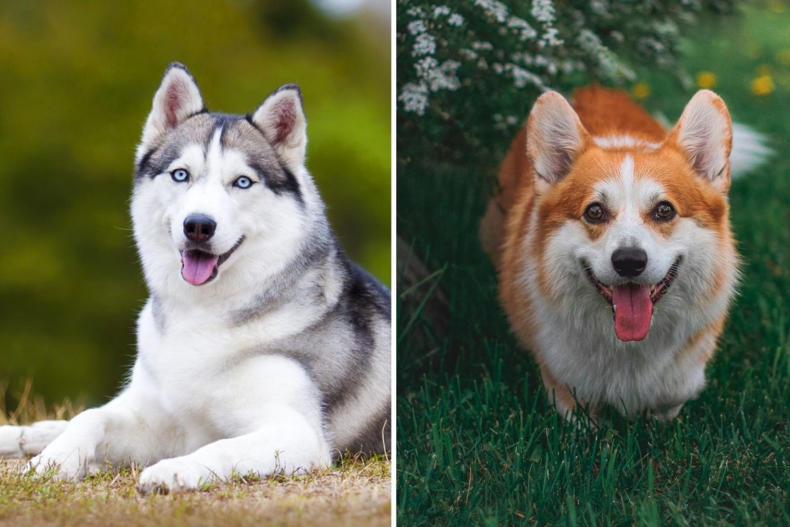 The Corgi Husky Mix – All About The Cutest Mix Of Breeds