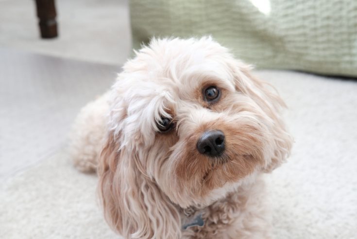 Do Cavapoos Shed? All Important Info On These Dogs' Coats