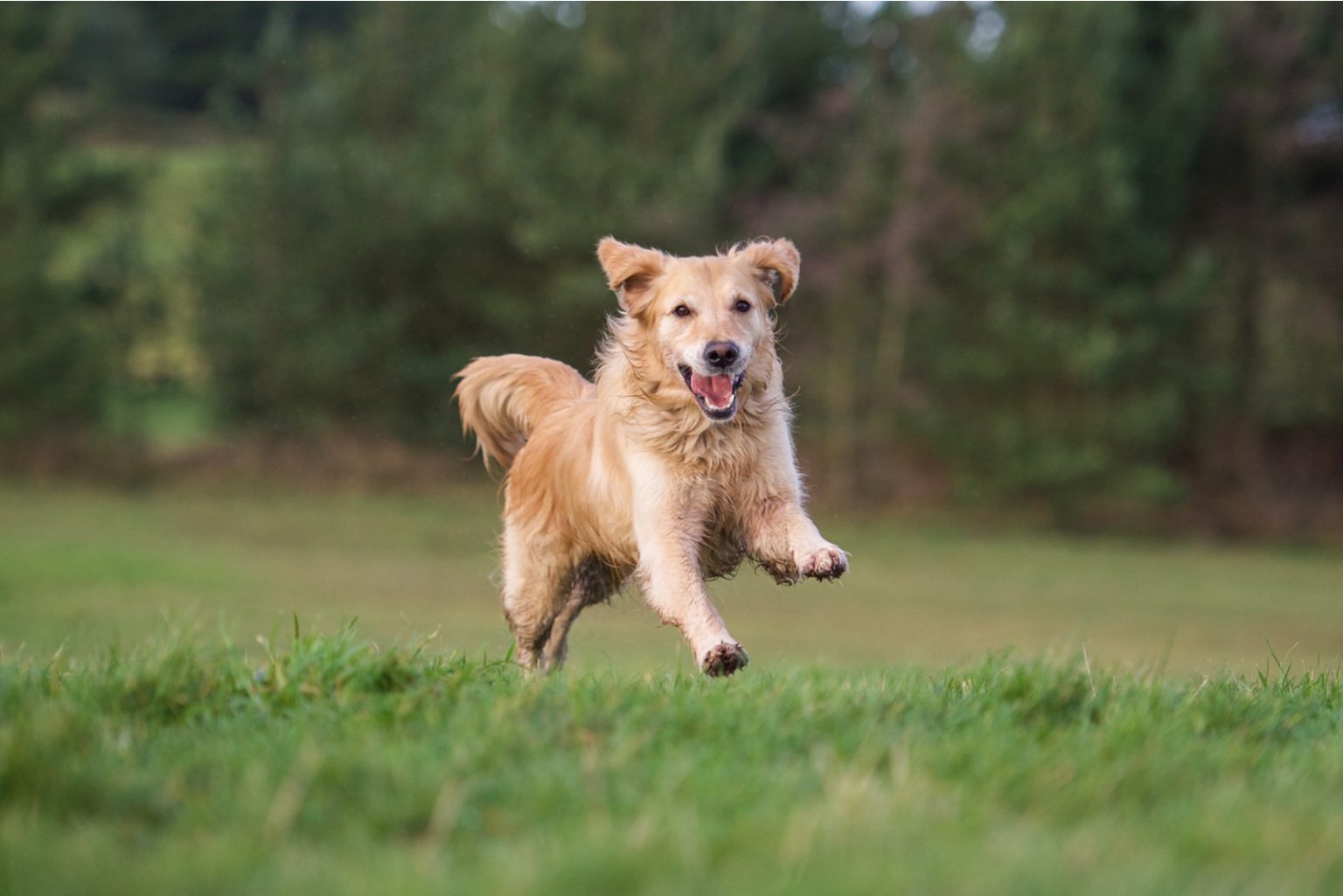 Field Golden Retriever: A Friendly Dog With a Great Work Ethic
