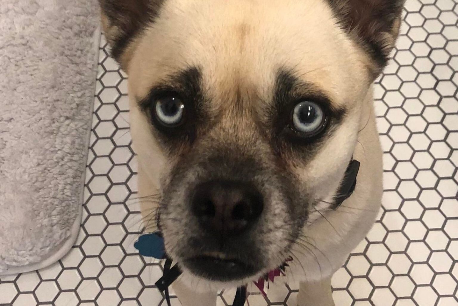 The Quirky Cross: Meet The Husky Pug Mix
