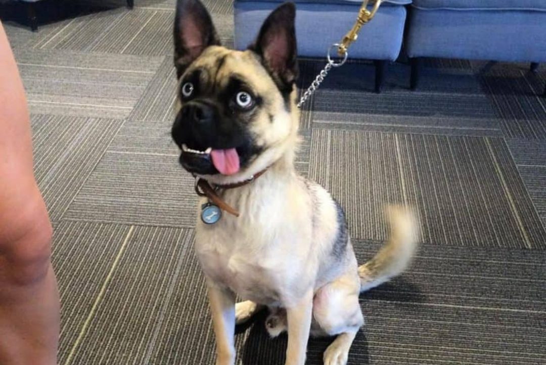 Husky Pug Mix: Meet The Quirky Cross