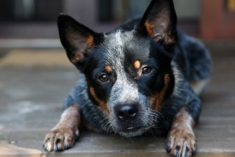 Mini Blue Heeler: A Dog You Don't See Every Day