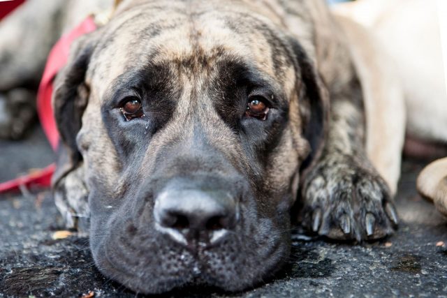 The North American Mastiff – A Detailed Look Into This Gentle Giant