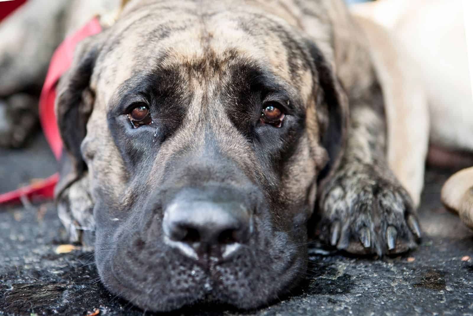 The North American Mastiff – A Detailed Look Into This Gentle Giant