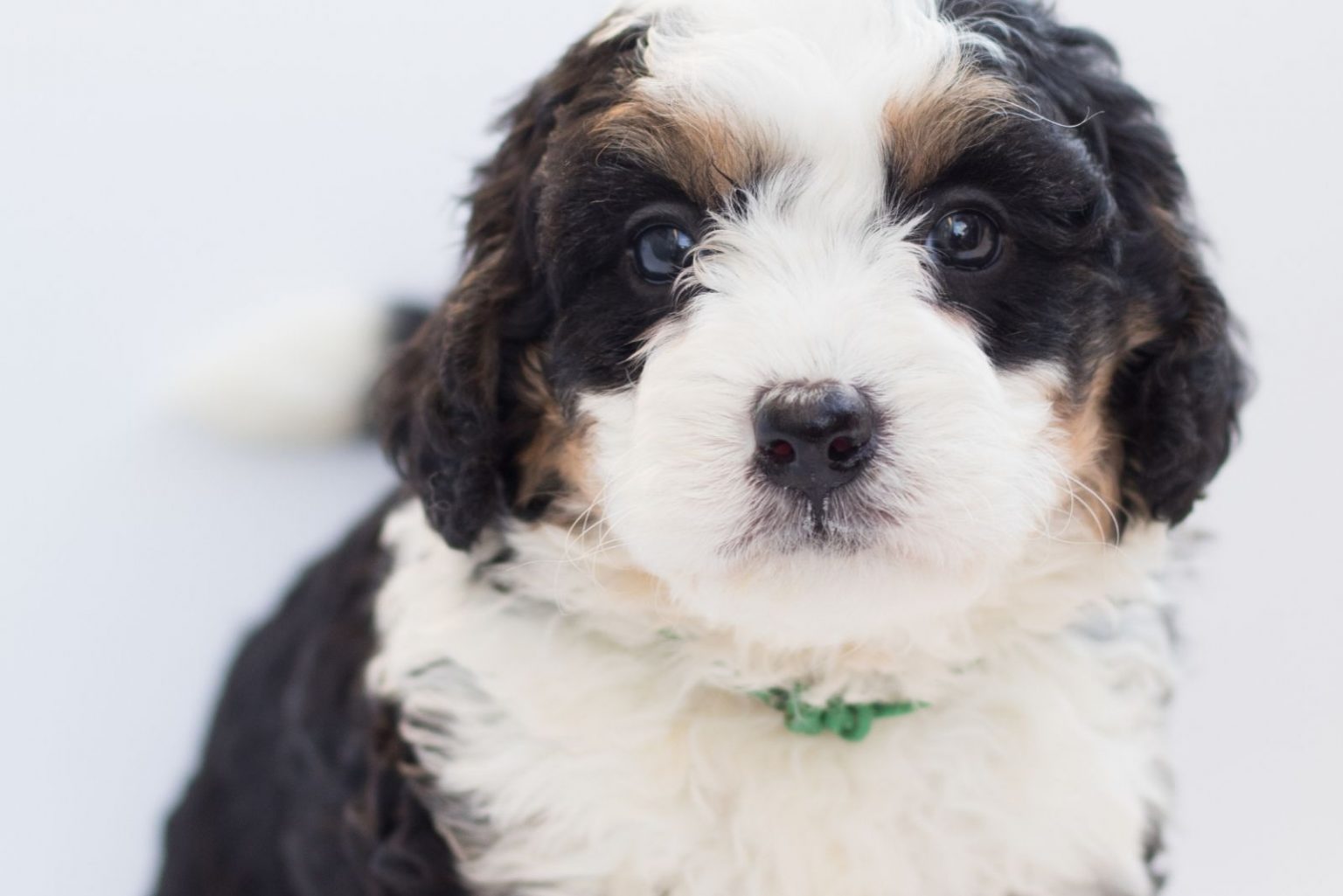 Mini Bernedoodles: Small Pups With The Biggest Of Hearts