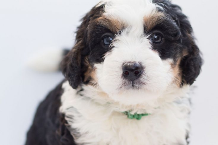 Mini Bernedoodles: Small Pups With The Biggest Of Hearts