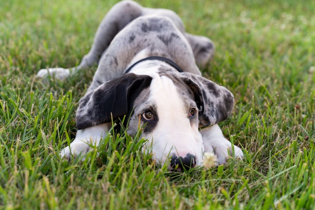 Here's Why You Should And Shouldn't Own A Corgi Great Dane Mix