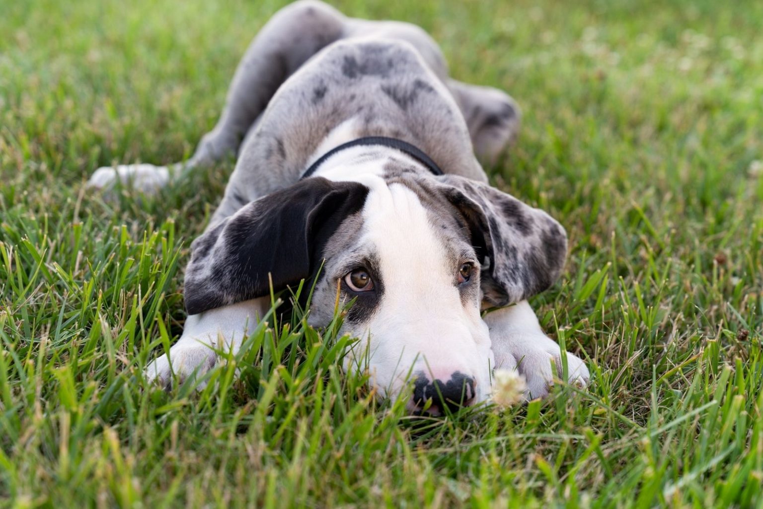 Here's Why You Should And Shouldn't Own A Corgi Great Dane Mix