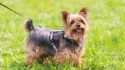 A Male Yorkie? Find Out Which Yorkshire Terrier Is Best