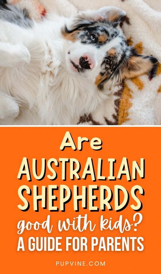 Are Australian Shepherds Good With Kids? A Guide For Parents