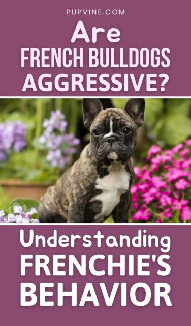 Are French Bulldogs Aggressive? Understanding Frenchie's Behavior