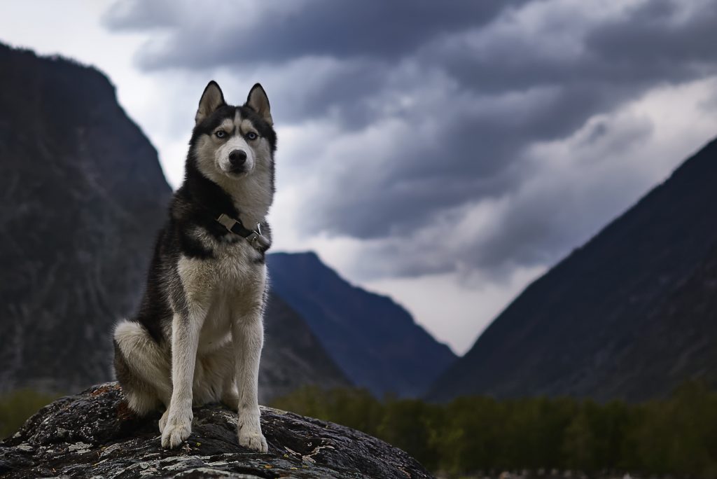 Are Huskies Aggressive? Dogs' Behavioral Issues Explained