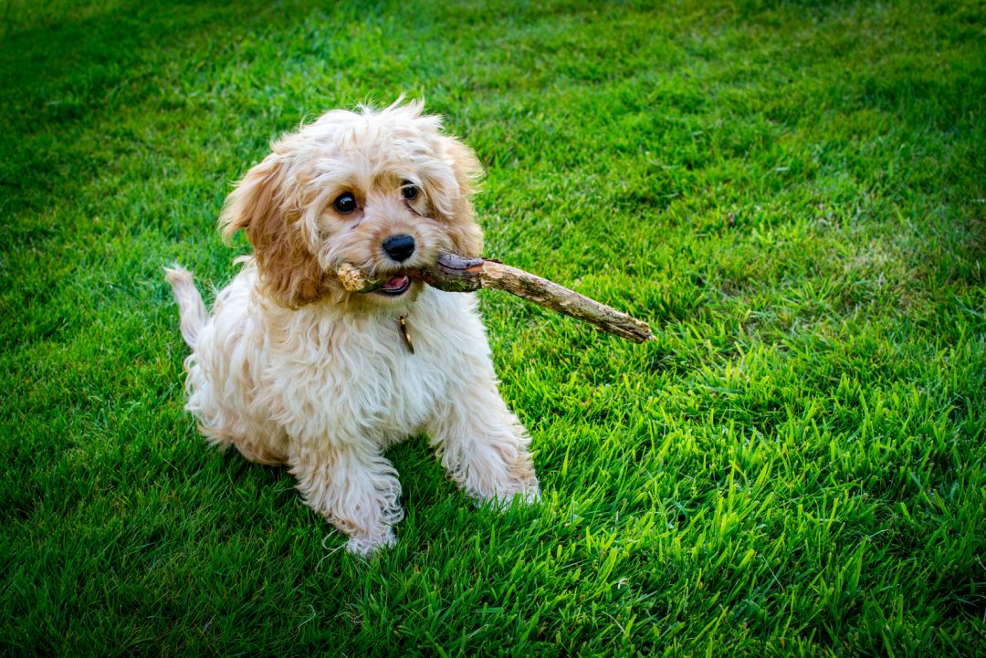 Cavapoochon Vs. Cavachon Vs. Cavapoo – All You Need To Know
