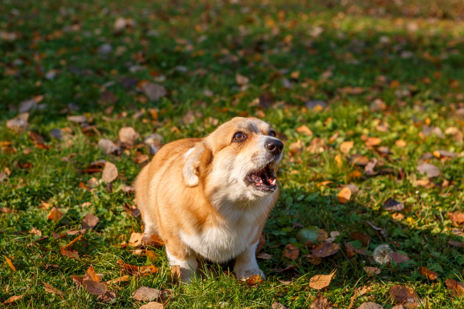 Are Corgis Good With Kids? Advice To Parents With Corgis