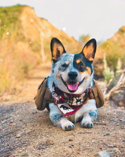 A Quick Guide To Cowboy Corgis: Your Questions Answered