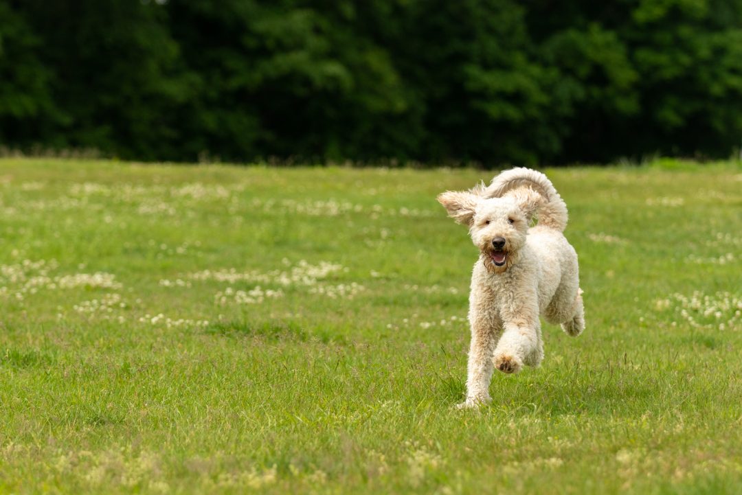 17 Goldendoodle Colors: All Shades Of This Popular Breed