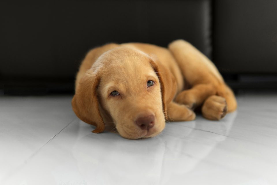 Dudley Labrador: Everything You Need To Know About This Dog