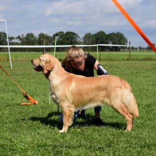 Why Is Show Golden Retriever Special & Should You Get One?
