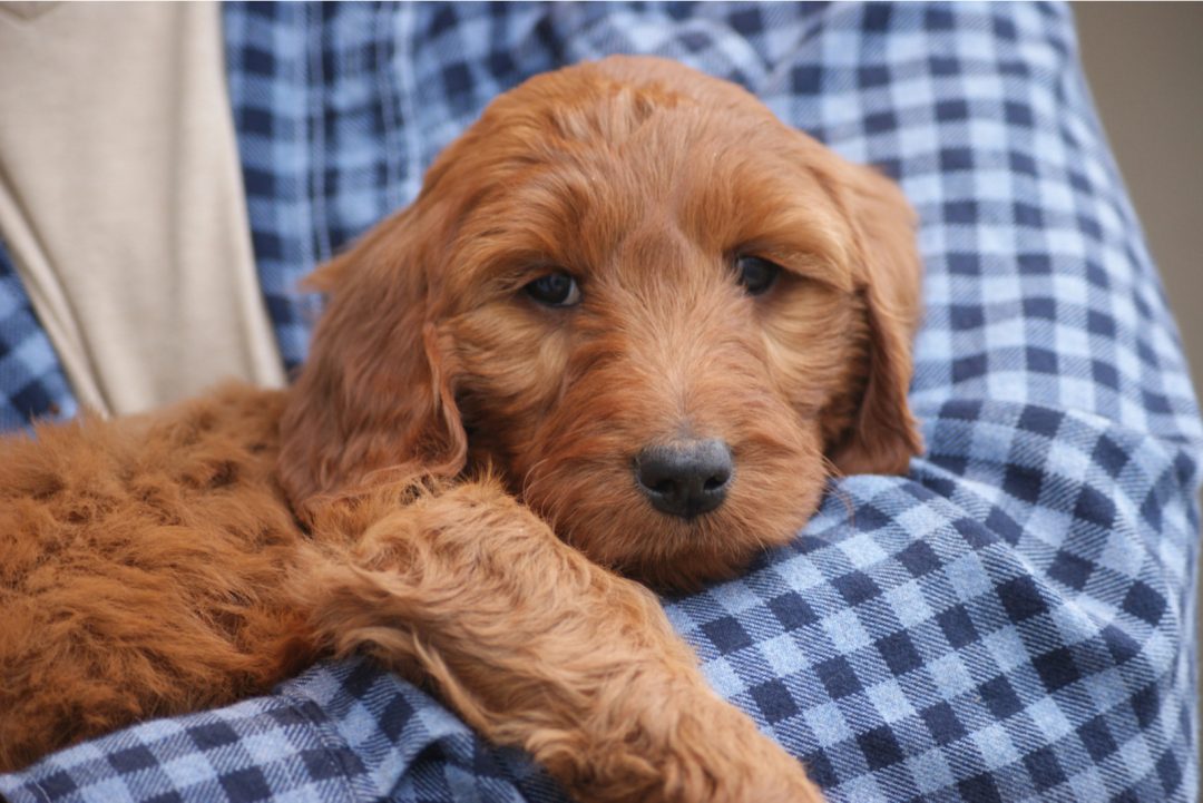 The Ultimate Guide To Gorgeous Goldendoodle Colors