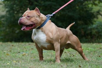 Gotti Pitbull – A Family-Favorite Pitbull Bloodline
