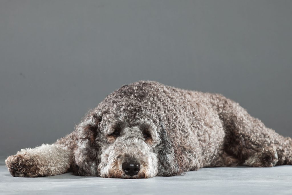 The Ultimate Guide To Gorgeous Goldendoodle Colors