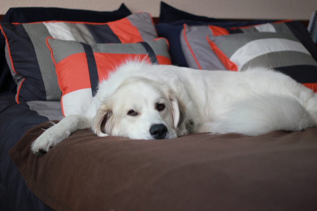 Great Pyrenees Shedding: Is There A Way To Stop It?