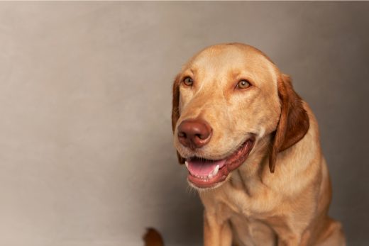 Dudley Labrador: Everything You Need To Know About This Dog